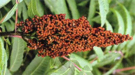 Country Lore: Sumac Lemonade – Mother Earth News